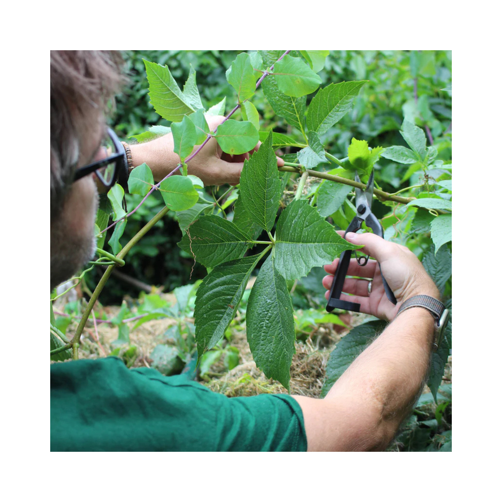 Shop Okatsune 207 Thinning Snips | Fast UK Delivery